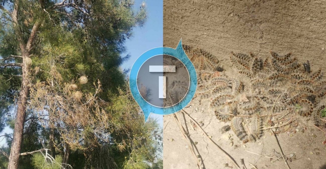 Κάμπιες των πεύκων: Πότε εμφανίζονται στην Κύπρο; – Οι διαφορές με τα ...