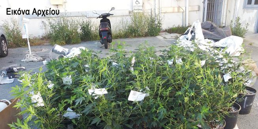 Έκανε το σπίτι του φυτεία κάνναβης - Χειροπέδες σε 40χρονο
