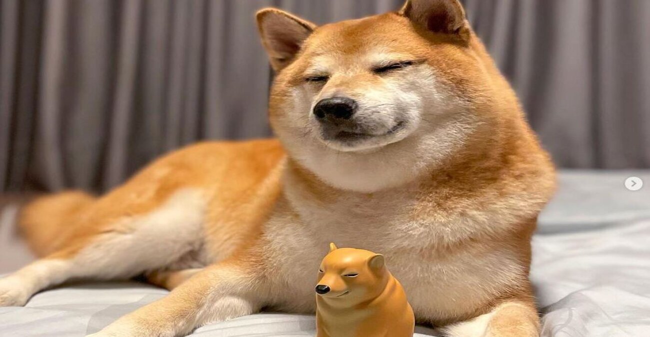 Balltze Cheems: Πέθανε ο viral σκύλος του διαδικτύου που έγινε meme ...