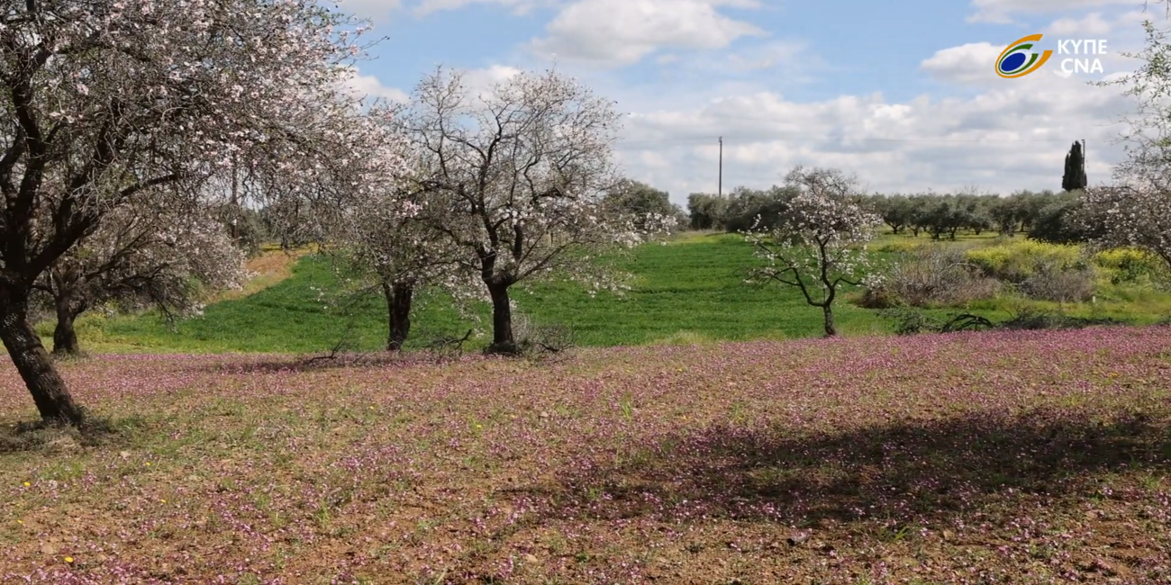 Μύρισε άνοιξη: Άνθισαν οι αμυγδαλιές - Πανέμορφες εικόνες από το «μοβ ...